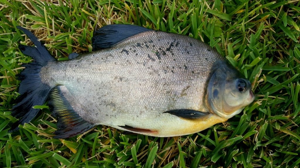 Red-bellied Pacu from 11991 Main Street Houston, TX 77035 on October 12 ...