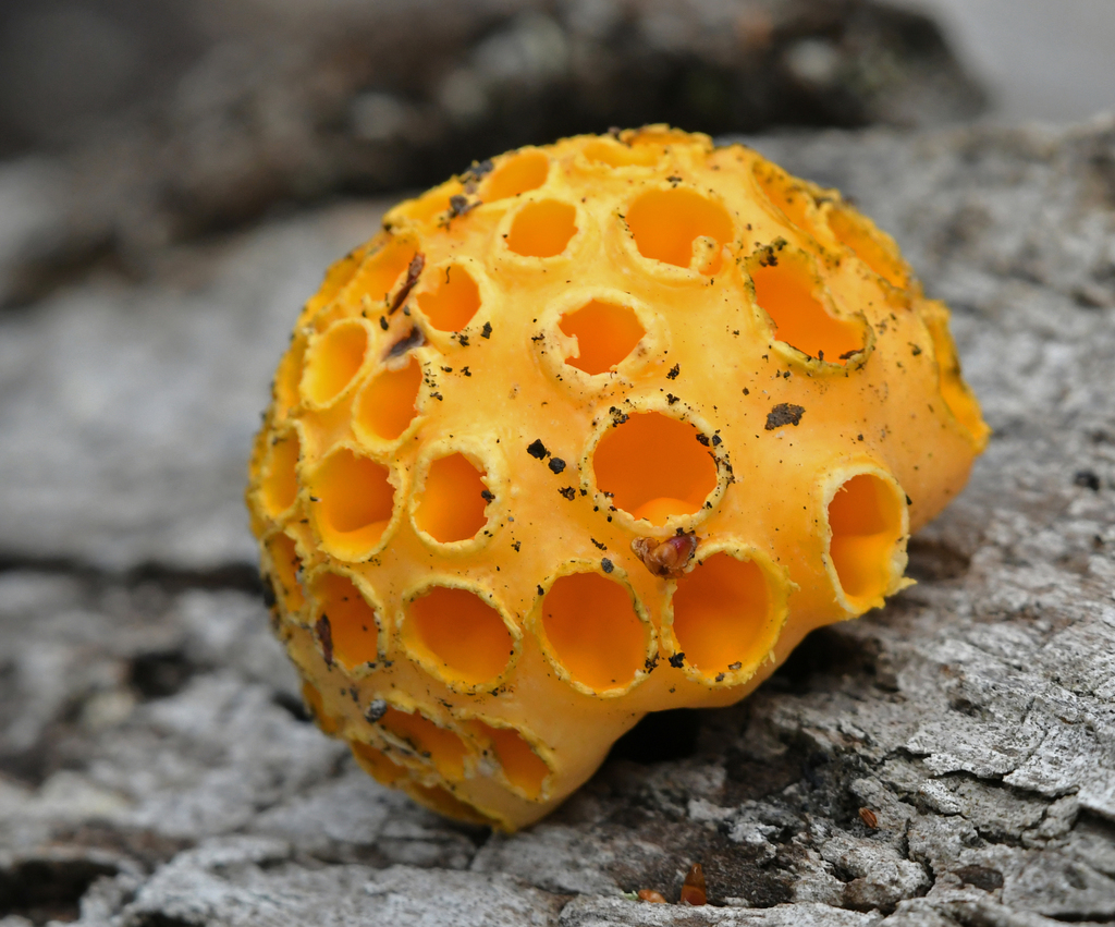 Darwin's fungus from Ushuaia, Tierra del Fuego Province, Argentina on ...