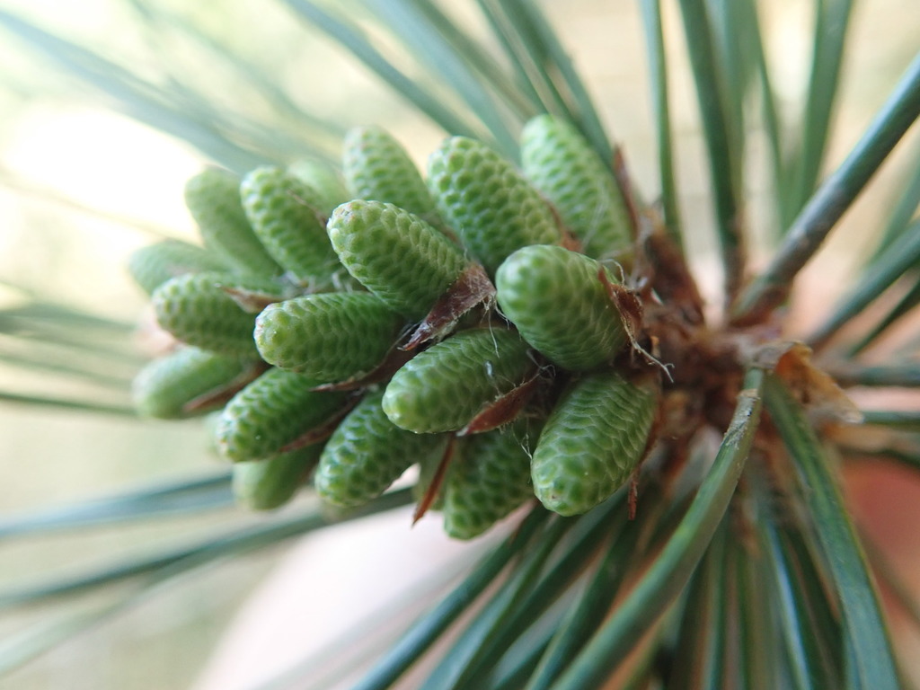 lodgepole pine from Comox-Strathcona, British Columbia, Canada on May ...