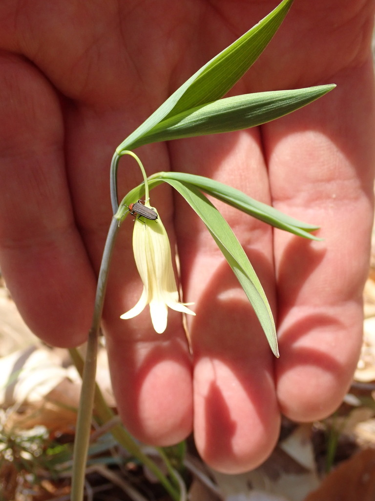 sessile bellwort from Hamilton, MA, USA on May 03, 2020 at 12:38 PM by ...