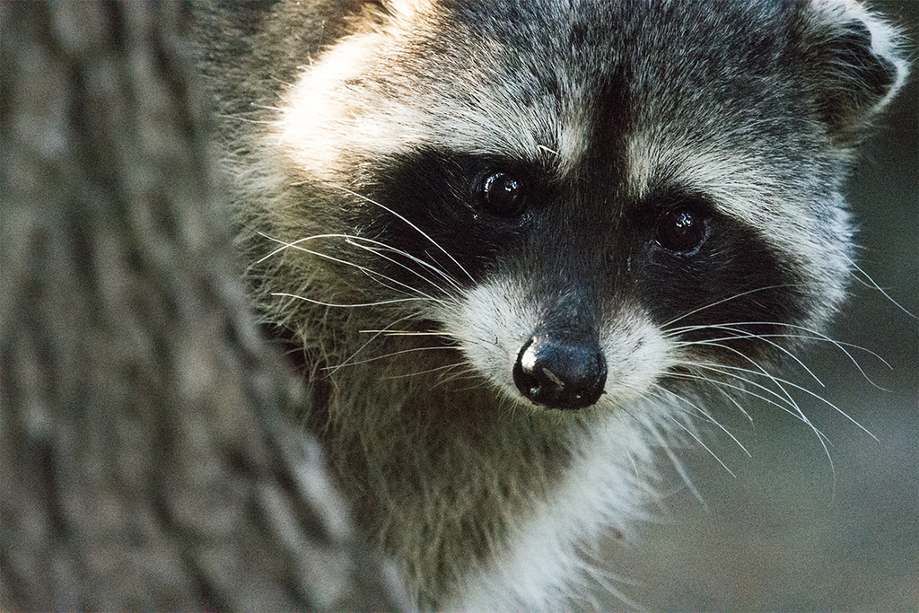 Common Raccoon from Victoria, Bowker Creek on April 14, 2020 at 07:57 ...
