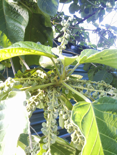 Endospermum diadenum (Flora Singapore List E) · iNaturalist