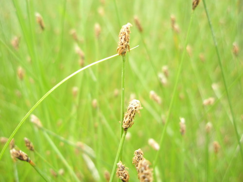 slender spike rush (Variety Eleocharis tenuis verrucosa) · iNaturalist ...