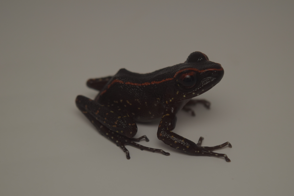 Splendid Stream Frog from Deli Serdang Regency, North Sumatra ...