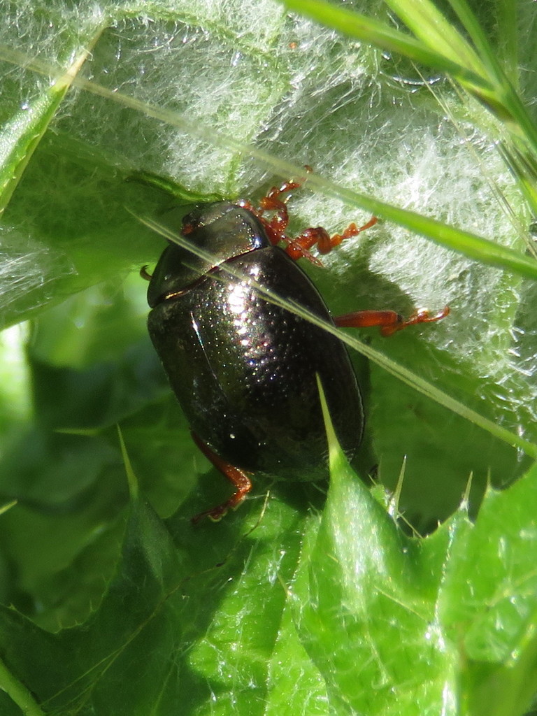 Bronze Beetle from Purisima Creek Reserve on April 14, 2017 by bjarni ...