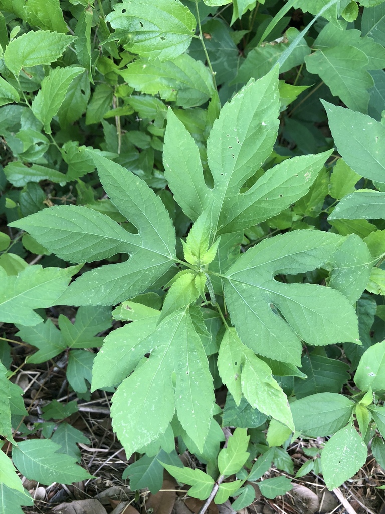 Texas Giant Ragweed (Ambrosia trifida texana) - Botanical Realm