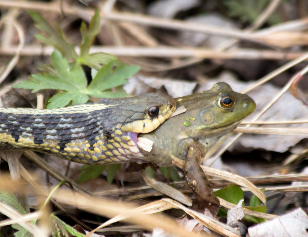American Bullfrog from Winnebago County, IL, USA on April 28, 2020 at ...