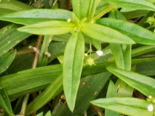 Rumput Mutiara (Flora Singapore List O) · iNaturalist