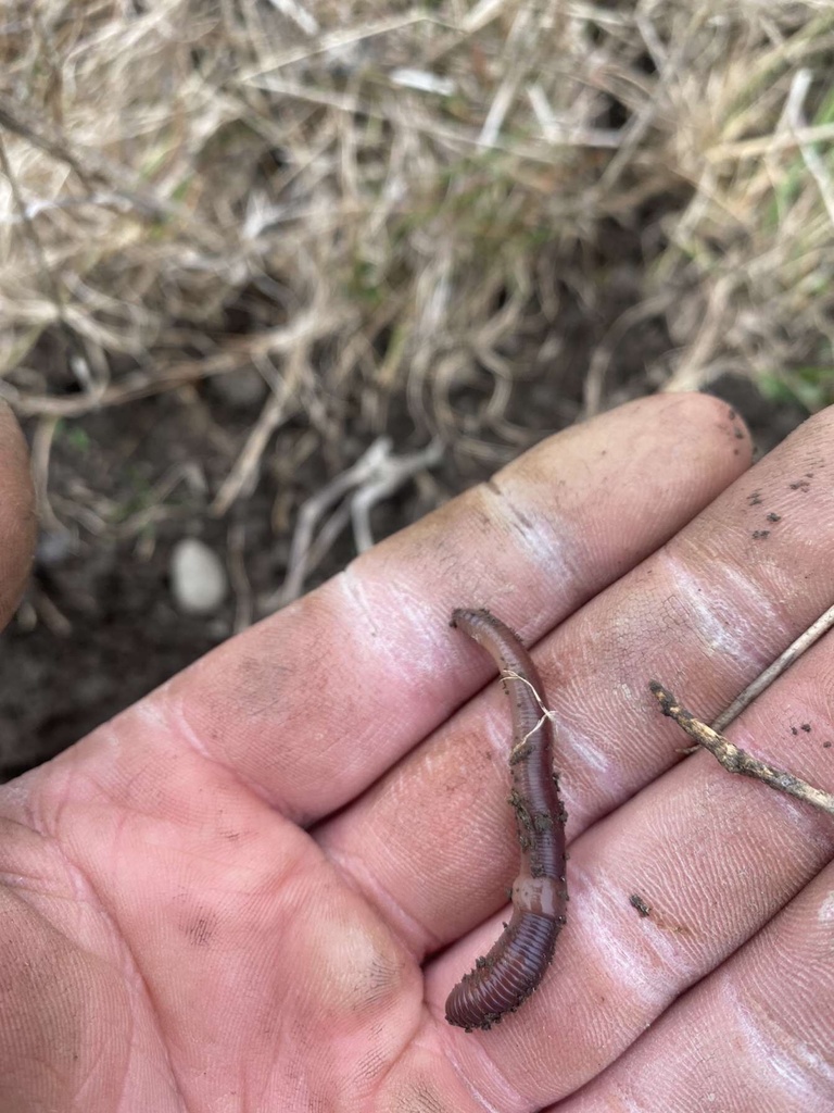 Common Earthworm from Waimakariri, Loburn, Canterbury, NZ on May 04 ...