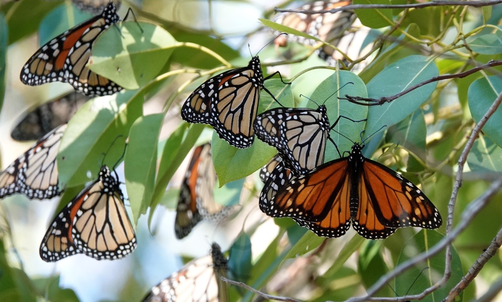 Monarch from Oxley Creek Canoe Trail, Rocklea, QLD, AU on May 3, 2020 ...