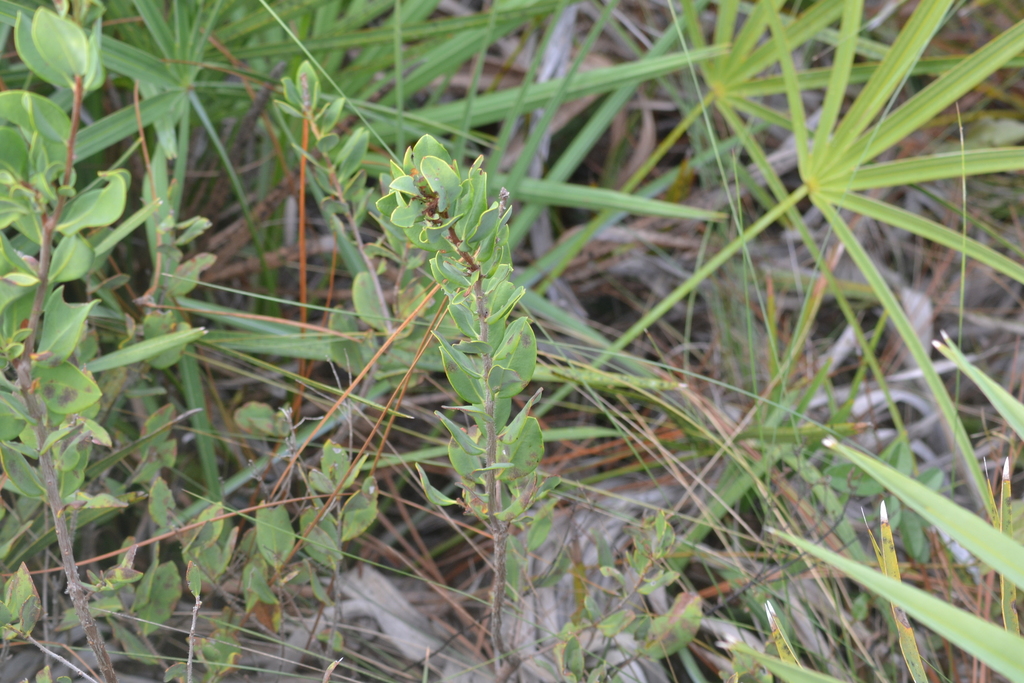 Tarflower in December 2019 by Joseph D Kurtz · iNaturalist