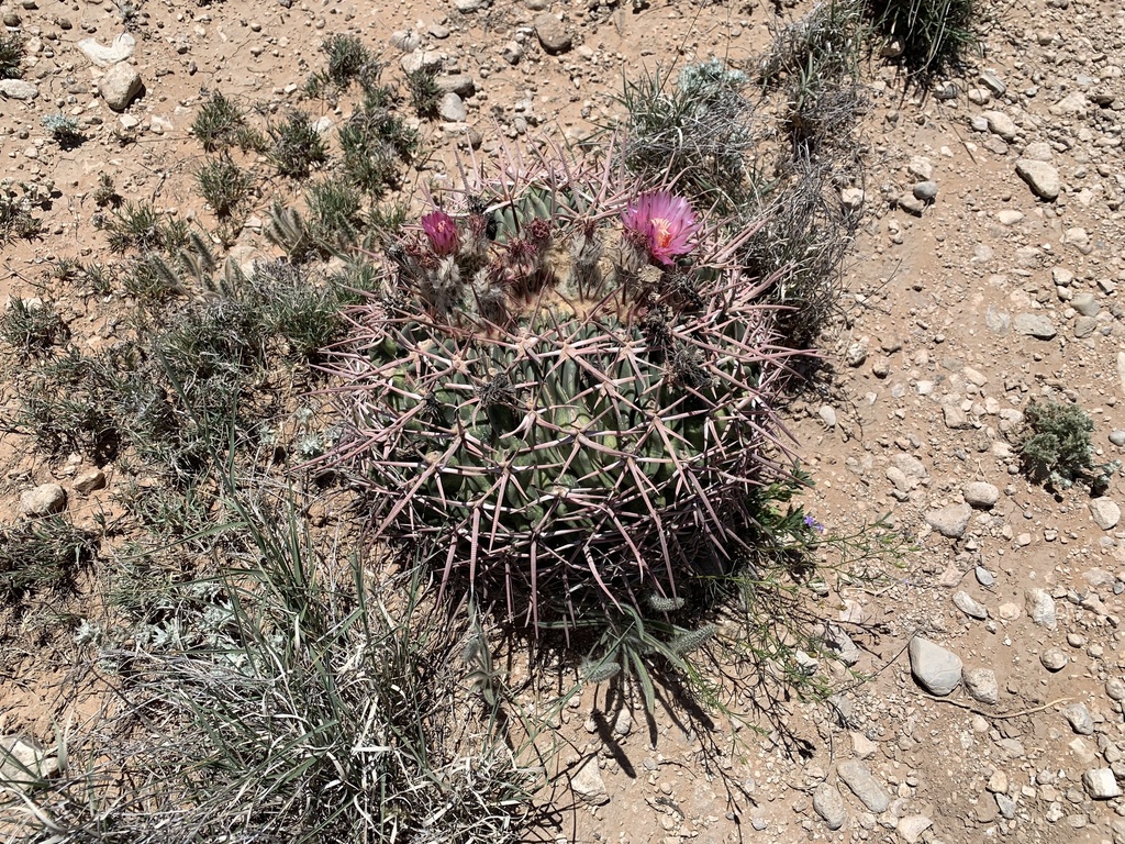 Horse Crippler Cactus from Side Kick Rd, Hope, NM, US on May 3, 2020 at ...