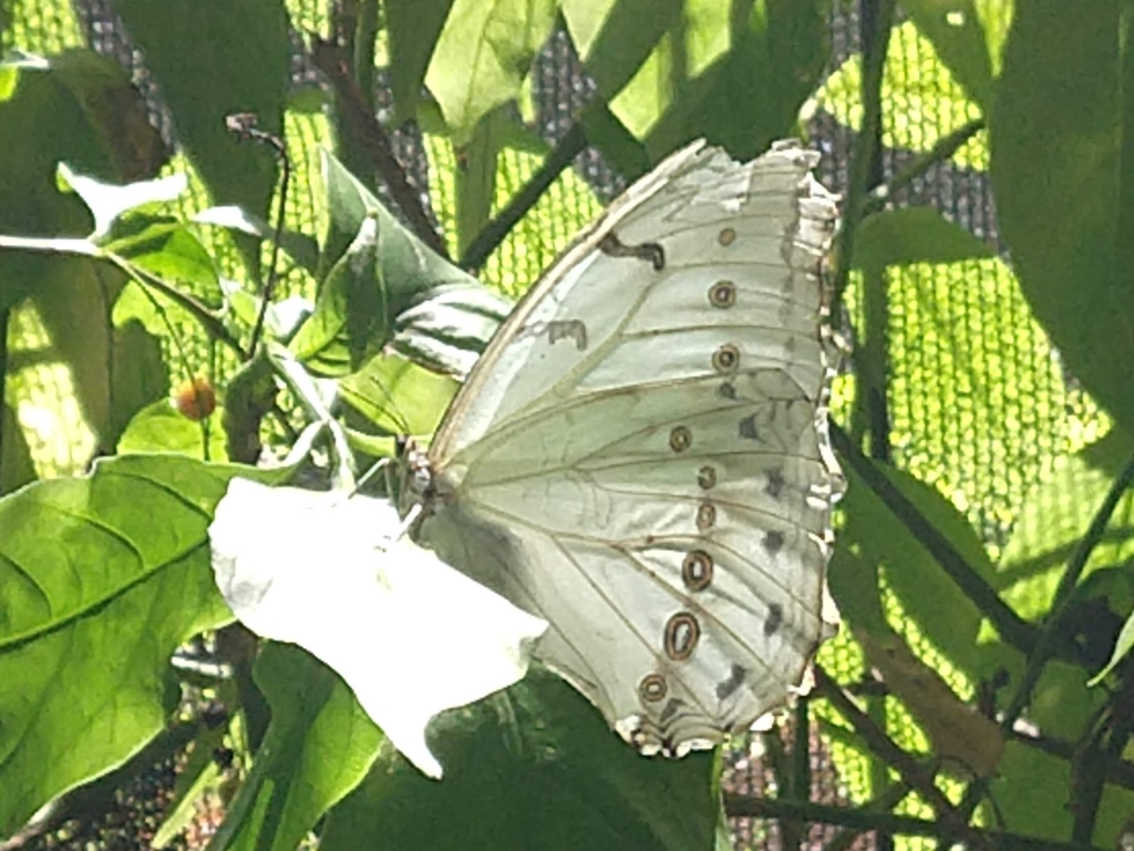 White Morpho in December 2019 by Rodríguez Viky · iNaturalist