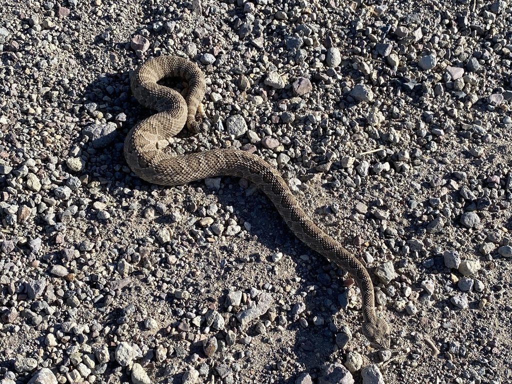 Great Basin Rattlesnake from Tonopah, NV, US on May 02, 2020 at 05:22 ...