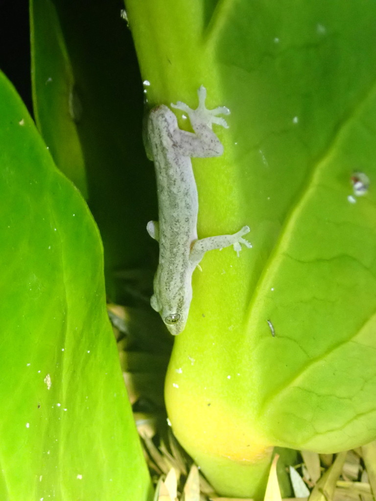 Asian House Gecko from St Augustine, Trinidad and Tobago on May 3, 2020 ...