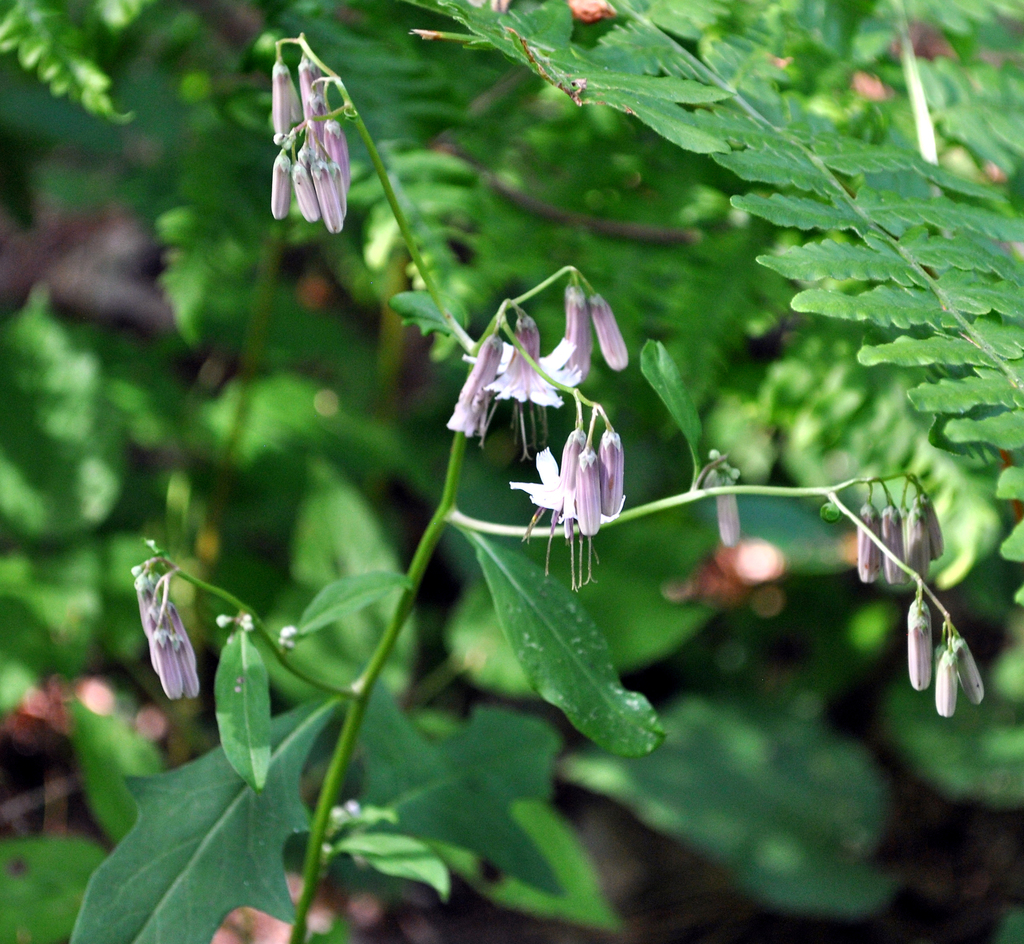 white rattlesnake root from Coon Fork Barrens State Natural Area on ...