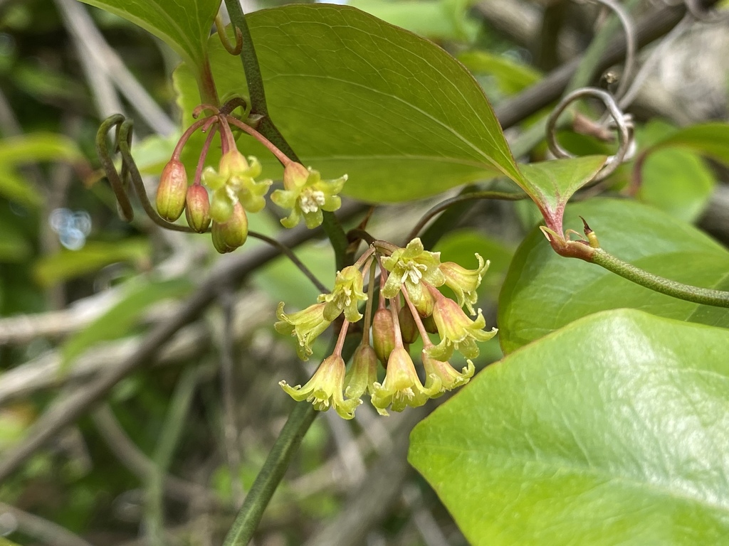 roundleaf greenbrier (Smilax rotundifolia) - Botanical Realm