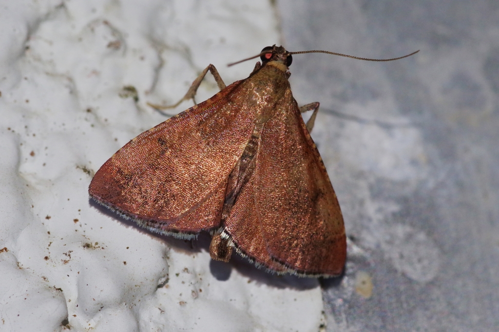 Endotricha theonalis from 日本、沖縄県国頭郡国頭村字辺戸 on February 21, 2019 at 10:02 ...