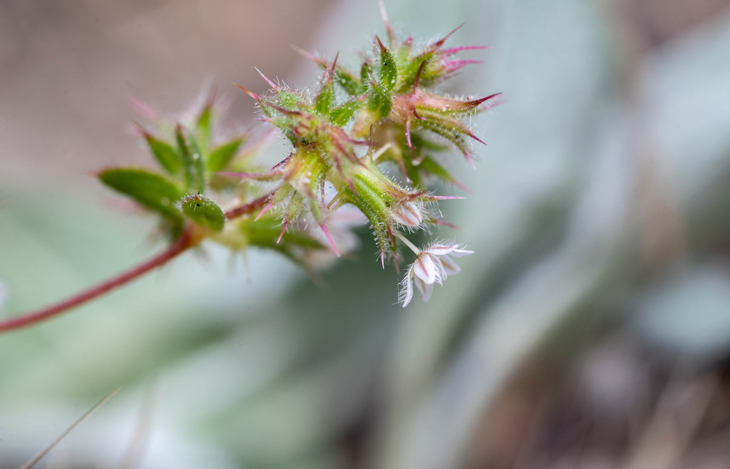 slender-horned spineflower in May 2020 by Aaron Echols · iNaturalist