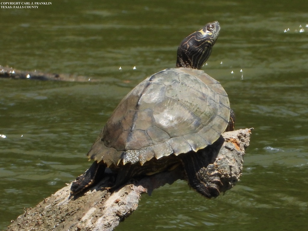 Mississippi Map Turtle (Graptemys pseudogeographica kohnii) - Marine ...