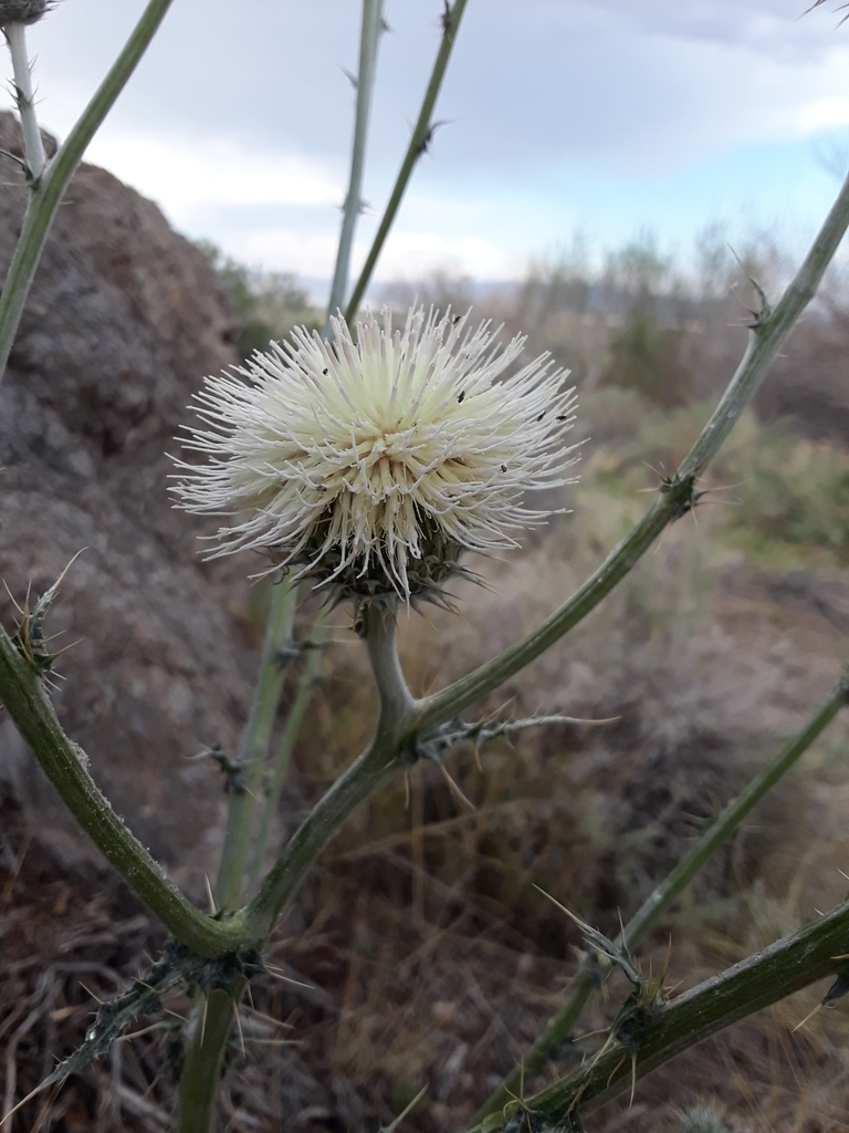 Gray Thistle from Millard County, UT, USA on May 2, 2020 at 05:35 PM by ...