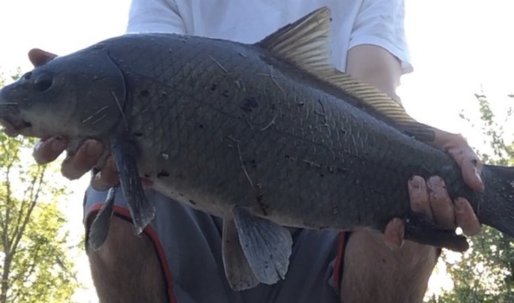 Smallmouth Buffalo in May 2020 by jforbes3 · iNaturalist