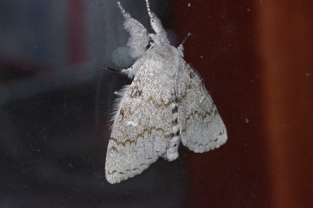 Calliteara lunulata from 日本、沖縄県国頭郡国頭村字辺戸 on February 19, 2019 at 10:23 ...