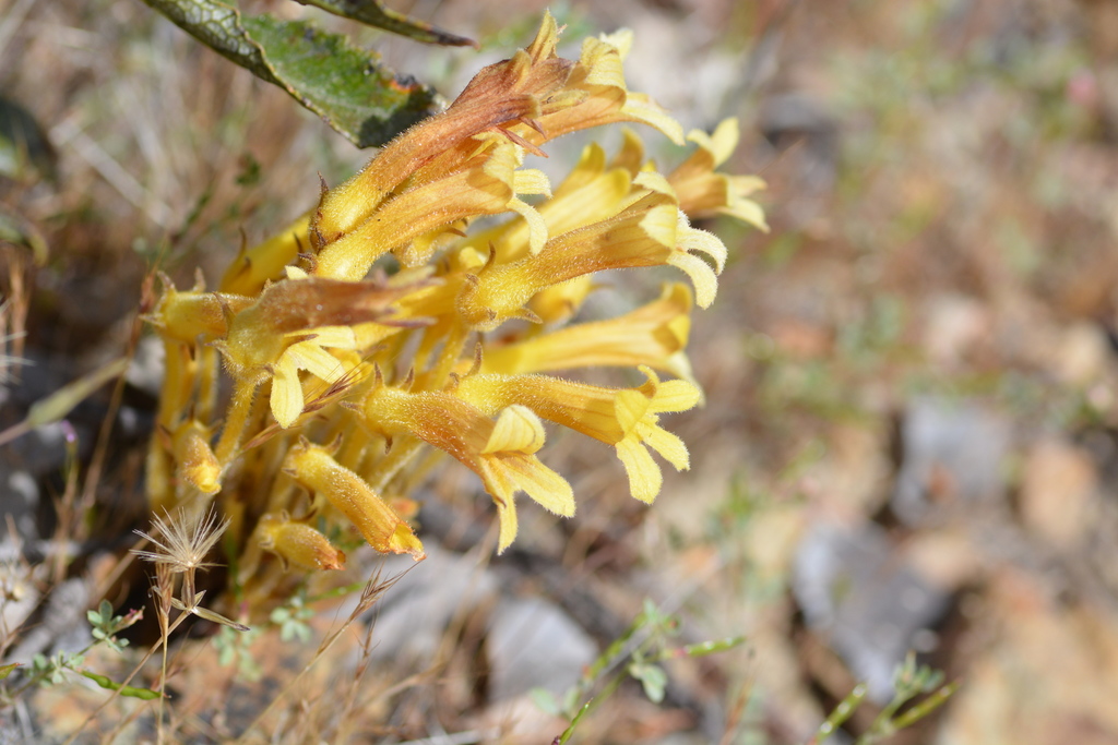 clustered broomrape from Mule Mountain, Grant, CA 96001, USA on May 02 ...