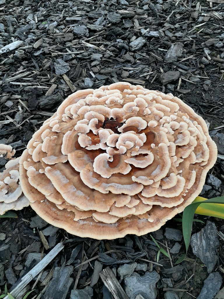 Giant Polypore from Auckland CBD, Auckland 1010, New Zealand on April ...