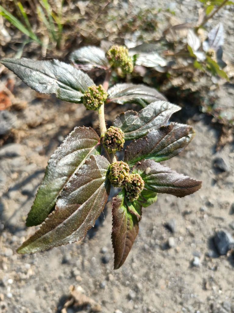 Asthma plant (Diversidad Biológica de una sección de terreno proxima a ...