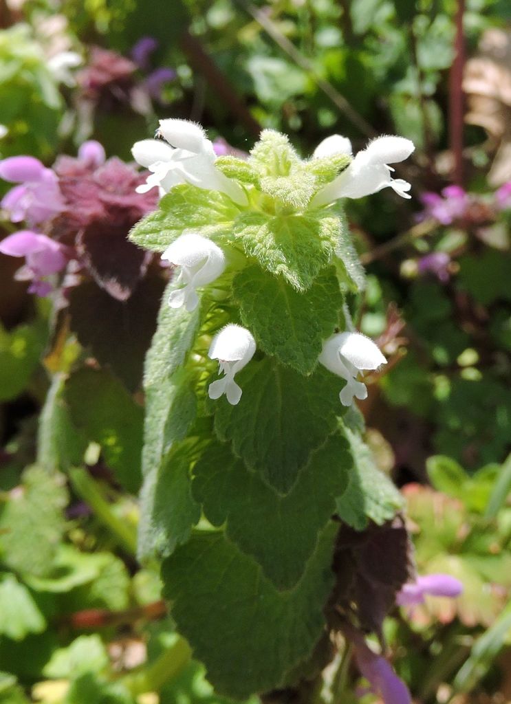 deadnettles and archangels (Lamium) - Botanical Realm