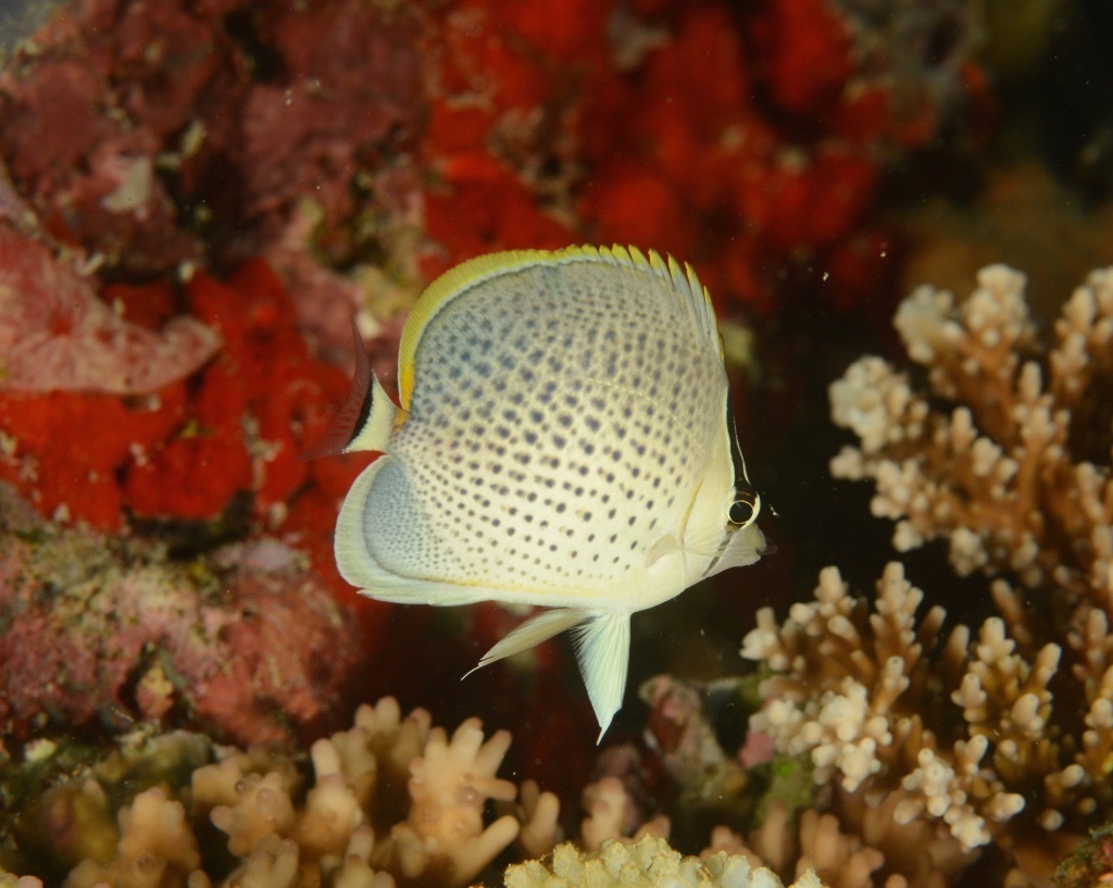 Spotted Butterflyfish (Chaetodon guttatissimus) - Marine Life ...