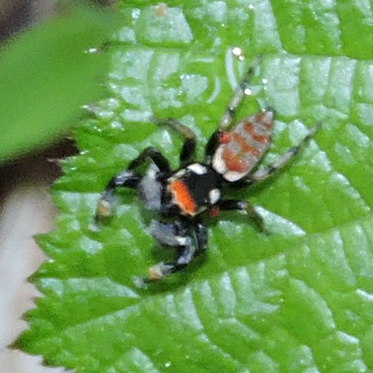 Marpissa pulla from Kakemachi, Okazaki, Aichi 444-0011, Japão on May 4 ...