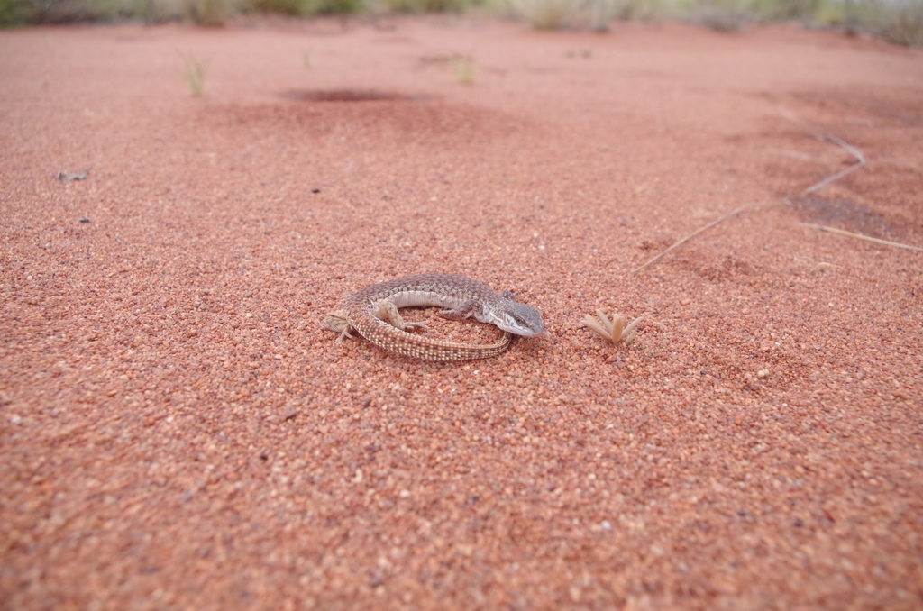 Short-tailed Monitor in January 2014 by Drew E. Dittmer. This lizard ...