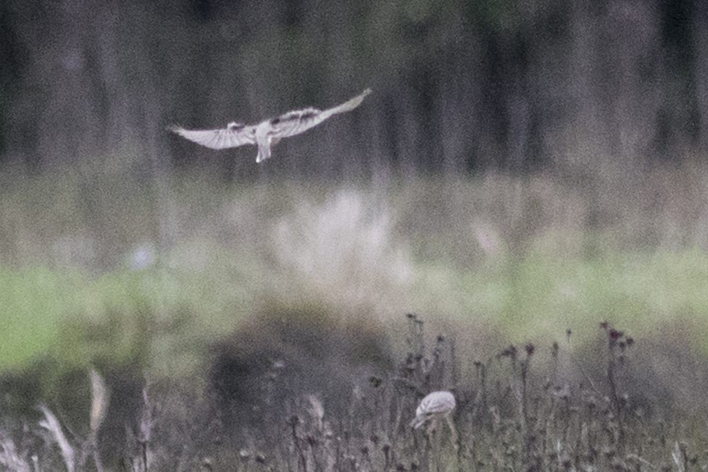 American Pipit from Goldstream Provincial Park, 2930 Trans-Canada Hwy ...