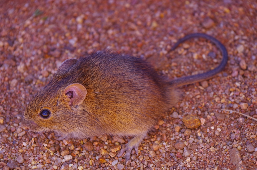 Desert Mouse from Uluru on April 25, 2013 at 11:07 AM by Drew E ...