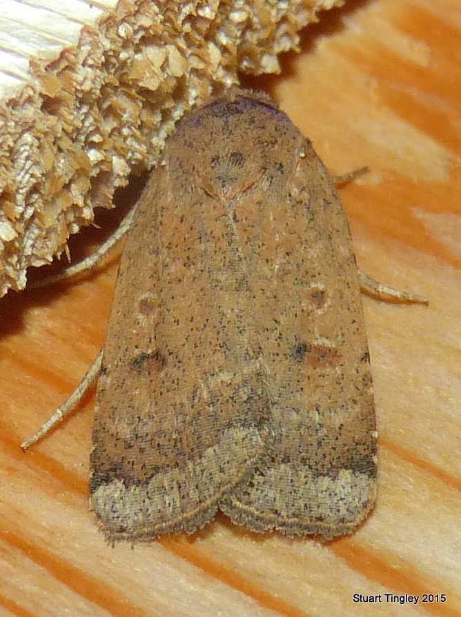 Coastal Heathland Cutworm Moth (Insects of Massachusetts) · iNaturalist