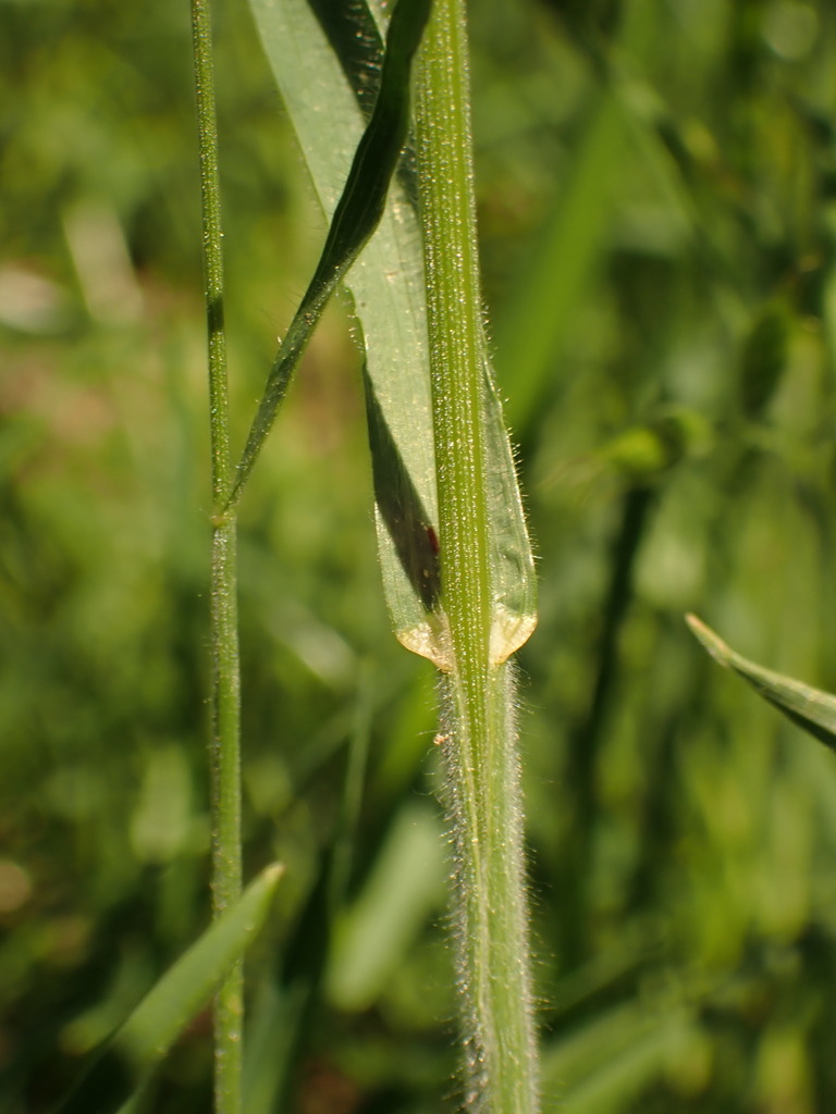 common soft brome (Bromus hordeaceus) - Botanical Realm