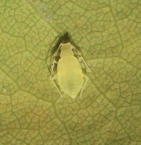 Tuberculatus from Riebeeck West, South Africa on May 4, 2020 at 04:06 ...