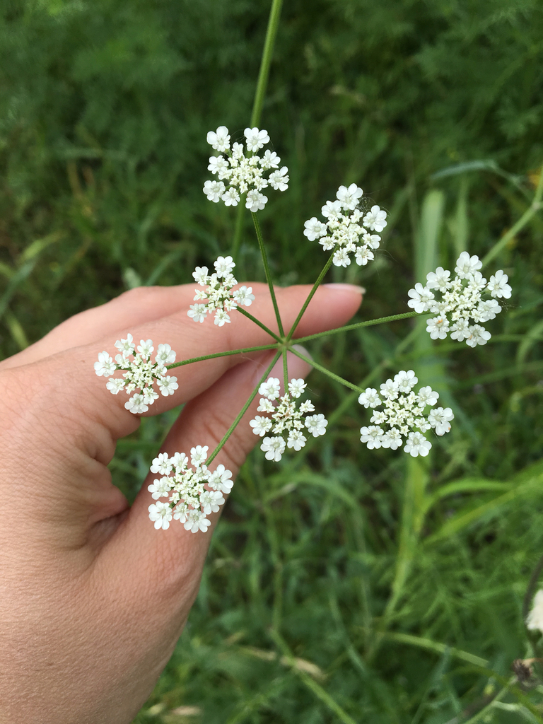 American wild carrot (Nash Prairie Plants List) · iNaturalist