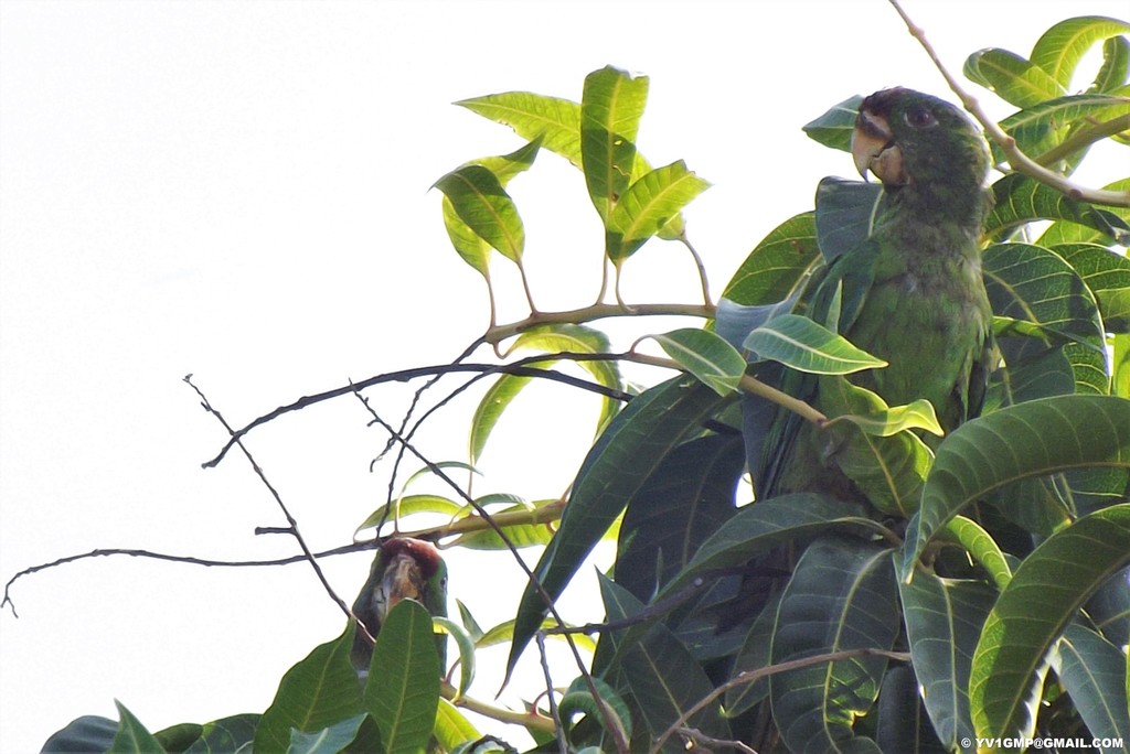 Scarlet-fronted Parakeet in May 2020 by Carlos E. Perez S.L. · iNaturalist