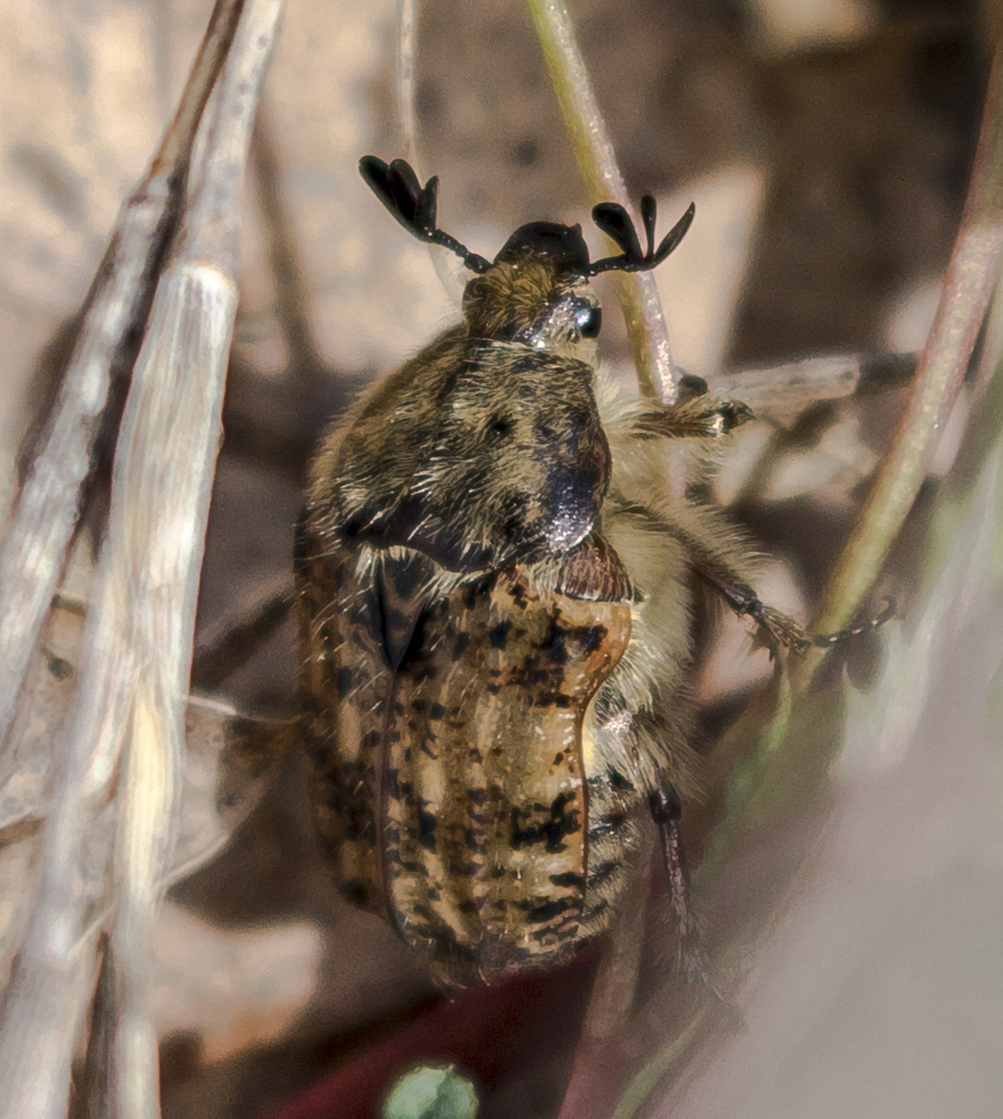 Bumble Flower Beetle (Coleoptera of Ohio) · iNaturalist