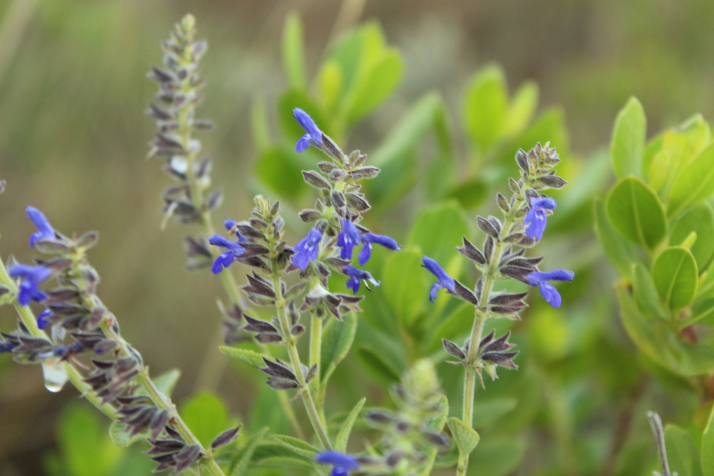 Bogotan Paramosage from Tibasosa, Boyacá, Colombia on May 4, 2020 at 06 ...