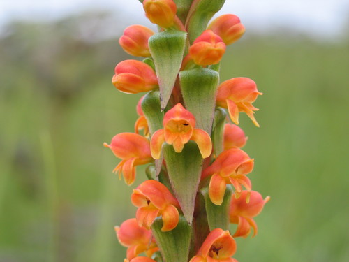 Satyrium sceptrum · iNaturalist