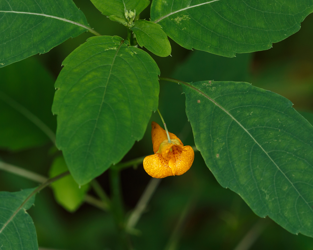 common jewelweed (Dinosaur State Park Guide ) · BioDiversity4All