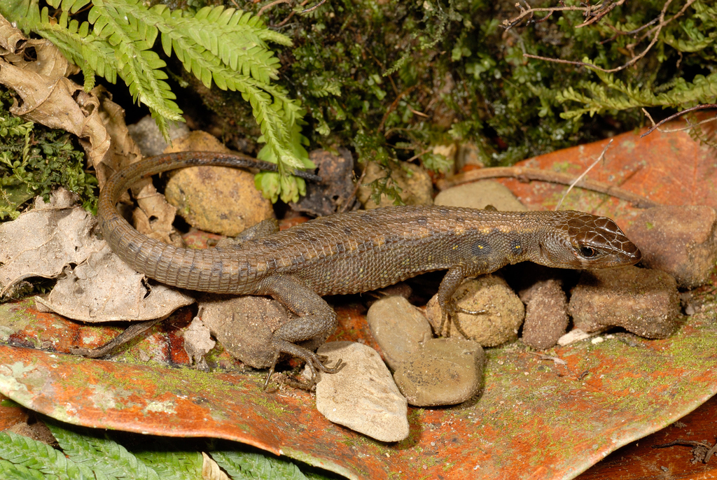 Common Stream Lizard from Moyobamba to Japelacio / Peru on September 4 ...
