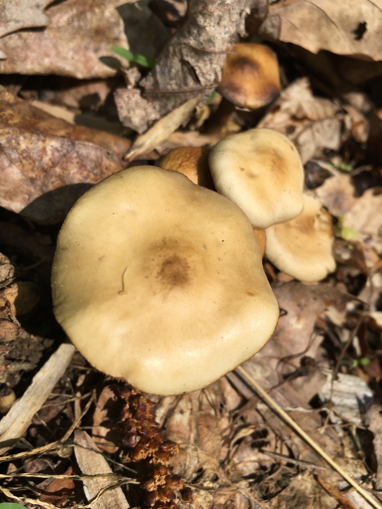 Psychedelic Ovoid Mushroom from Centerville Rd, Wilmington, DE, US on ...