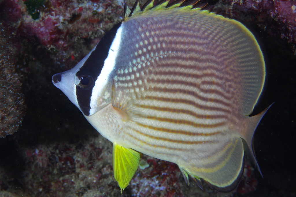 Oriental Butterflyfish (Chaetodon auripes) - Marine Life Identification