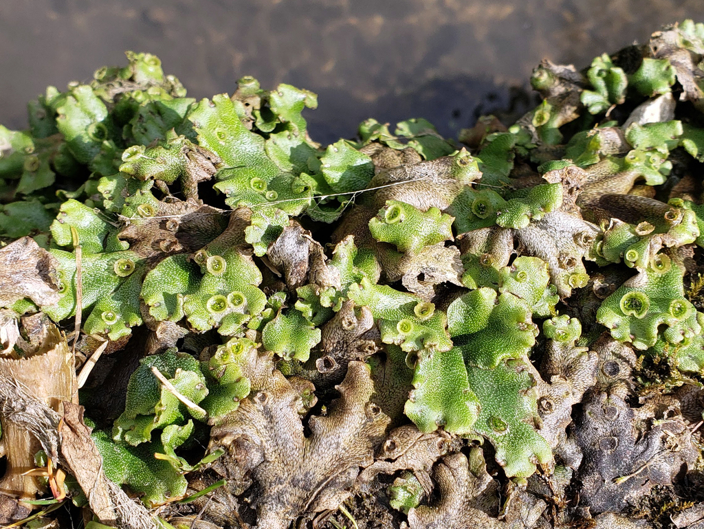 (Marchantia polymorpha montivagans) - Botanical Realm