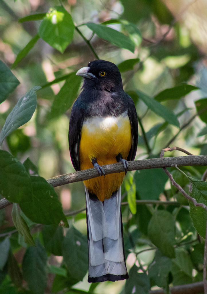 Coa Citrina (GUIA DE AVES MEXICO) · iNaturalist